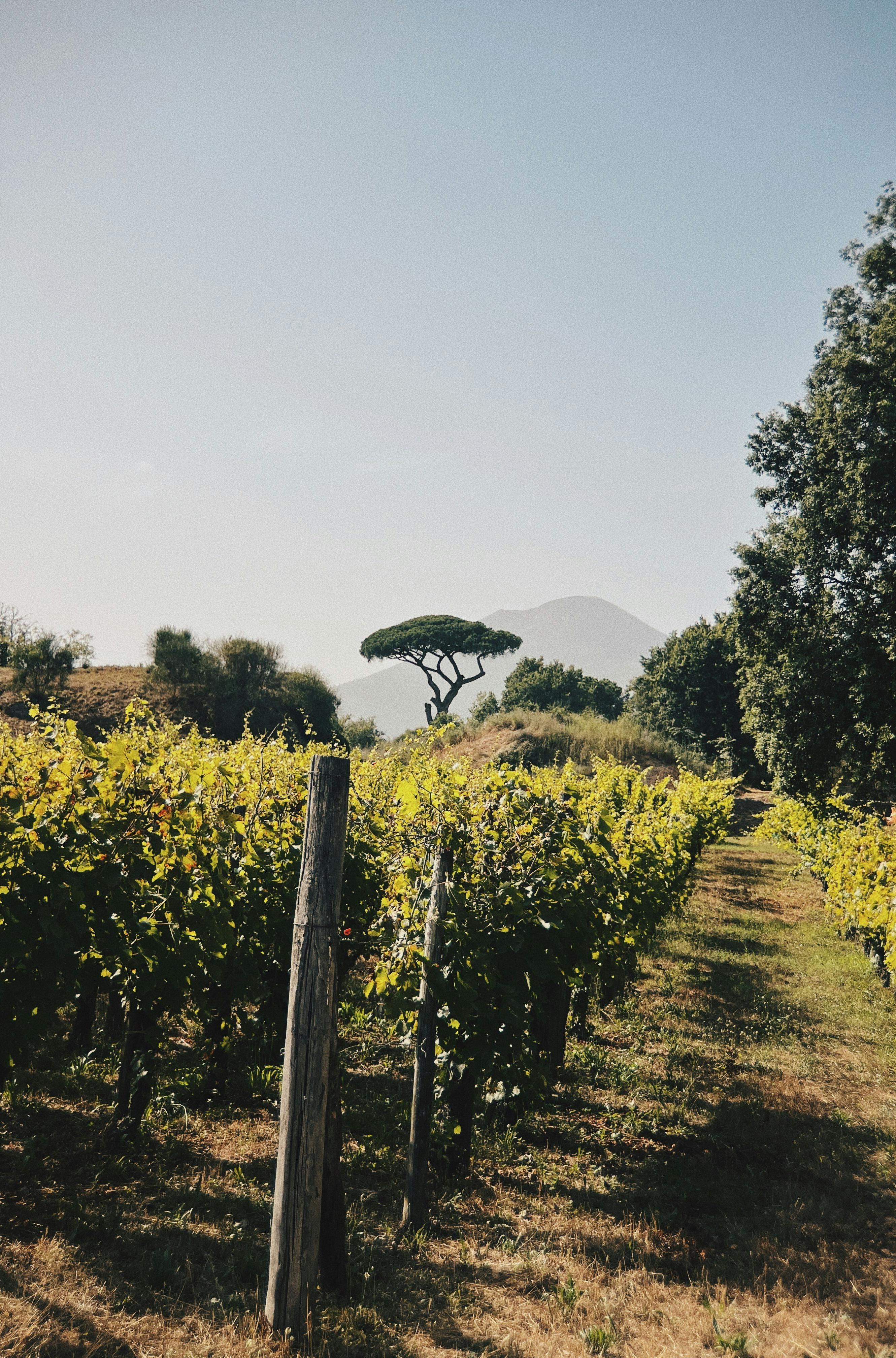 City Guide Aix-en-Provence Map | Sézane